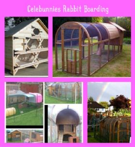 Celebunnies rabbit boarding & bonding - Small Pet Boarding in Coulsdon ...