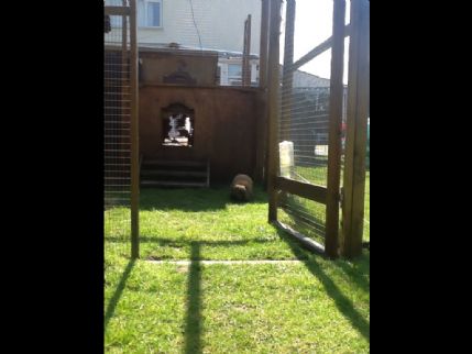 Celebunnies rabbit boarding & bonding - Small Pet Boarding in Coulsdon ...