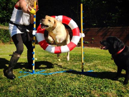 Oaktree Kennels - Boarding Kennel in Chippenham, Wiltshire