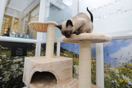 Longcroft Luxury Cat Hotel - Boarding Cattery in Amersham, Buckinghamshire