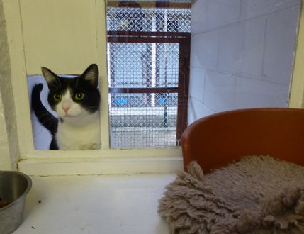 Green Lane Farm - Boarding Cattery in Kingston Upon Thames, Surrey