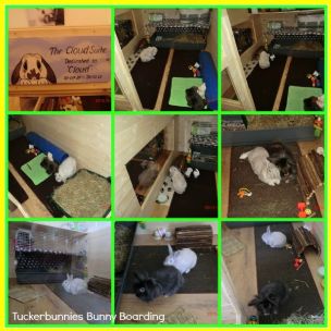 'Tuckerbunnies' - Rabbit Boarding in Richmond, North Yorkshire