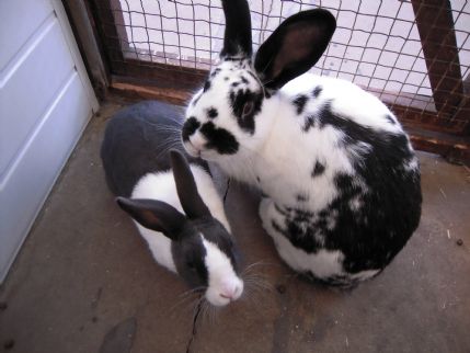 Animal Country Club - Rabbit Boarding in Harlow, Essex
