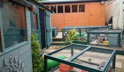 K'BOING Bunny/ Guinea Pig Boarding - Rabbit Boarding in Wellingborough ...