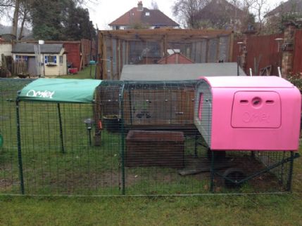 Celebunnies rabbit boarding & bonding - Small Pet Boarding in Coulsdon ...