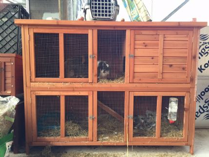 Kingfisher Pet Boarding - Rabbit Boarding in Hertford, Hertfordshire