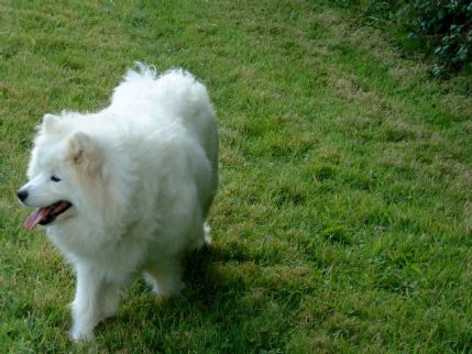 Valley Boarding kennels and Cattery - Boarding Kennel in Newark ...