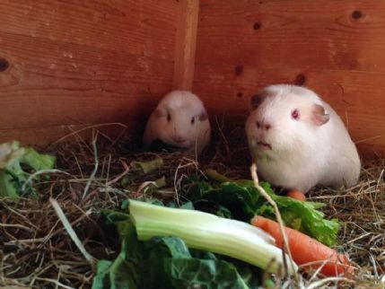 Rabbit and guinea pig boarding and bonding Norwich - Small Pet Boarding ...