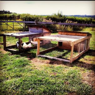 The Chick-Inn - Poultry Boarding - Small Pet Boarding in Calne, Wiltshire