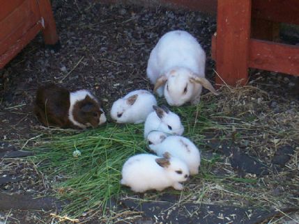 Cabbage Patch Hotel - Small Pet Boarding in Ripley, Derbyshire