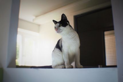 Primrose Farm Cattery - Boarding Cattery in Lincolnshire, England, UK