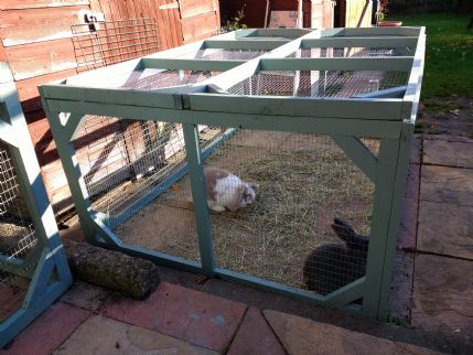 Rabbit and guinea pig boarding and bonding Norwich - Small Pet Boarding ...