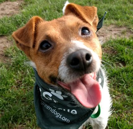 Jerry Green Dog Rescue - Boarding Kennel in Scunthorpe, Lincolnshire