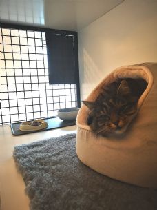 The Cat Cwtch - Boarding Cattery in Swansea, Swansea