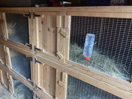 Rabbits of Berkshire - Small Pet Boarding in Windsor, Berkshire