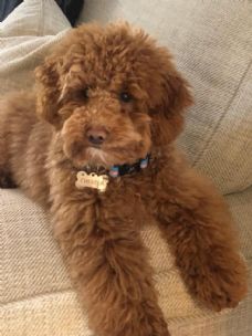 CWTCHES & CUDDLES DOG BOARDING - Home Boarding in Swansea, Swansea