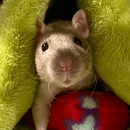 Whisker Watchers - Rat Sitting Service - Small Pet Boarding in Vale of ...