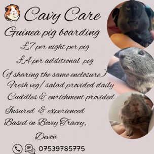 Cavy care boarding - Guinea Pig Boarding in Newton Abbot, Devon