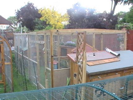 Celebunnies rabbit boarding & bonding - Small Pet Boarding in Coulsdon ...